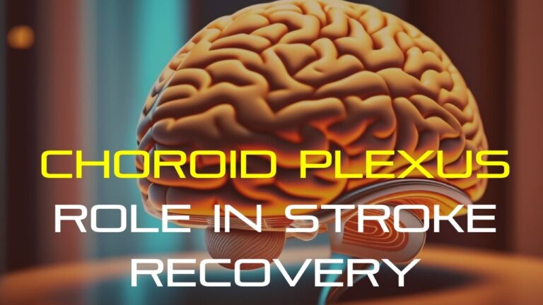 Choroid Plexus Role In Stroke Recovery - The Study IAS
