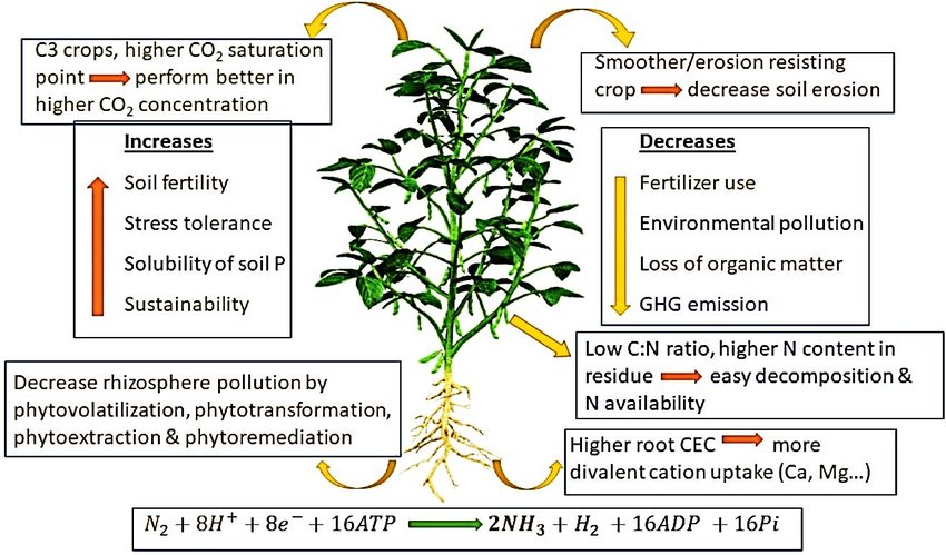 Zinc’s Groundbreaking Impact On Nitrogen Fixation And Climate-Friendly ...