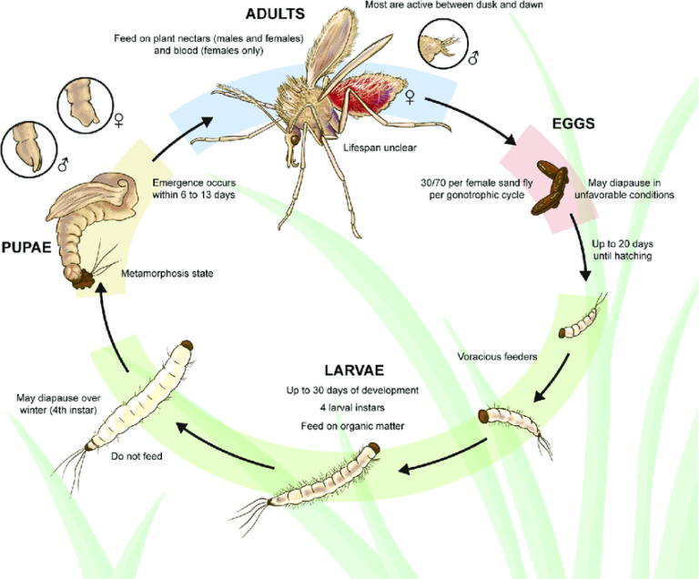 Chandipura Virus Infection Transmitted By Sandflies And Mosquitoes ...