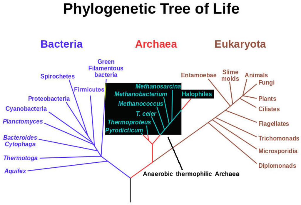 Looking For LUCA, The Last Universal Common Ancestor - The Study IAS