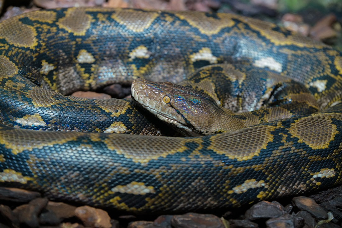 Species In News: Python - The Study IAS