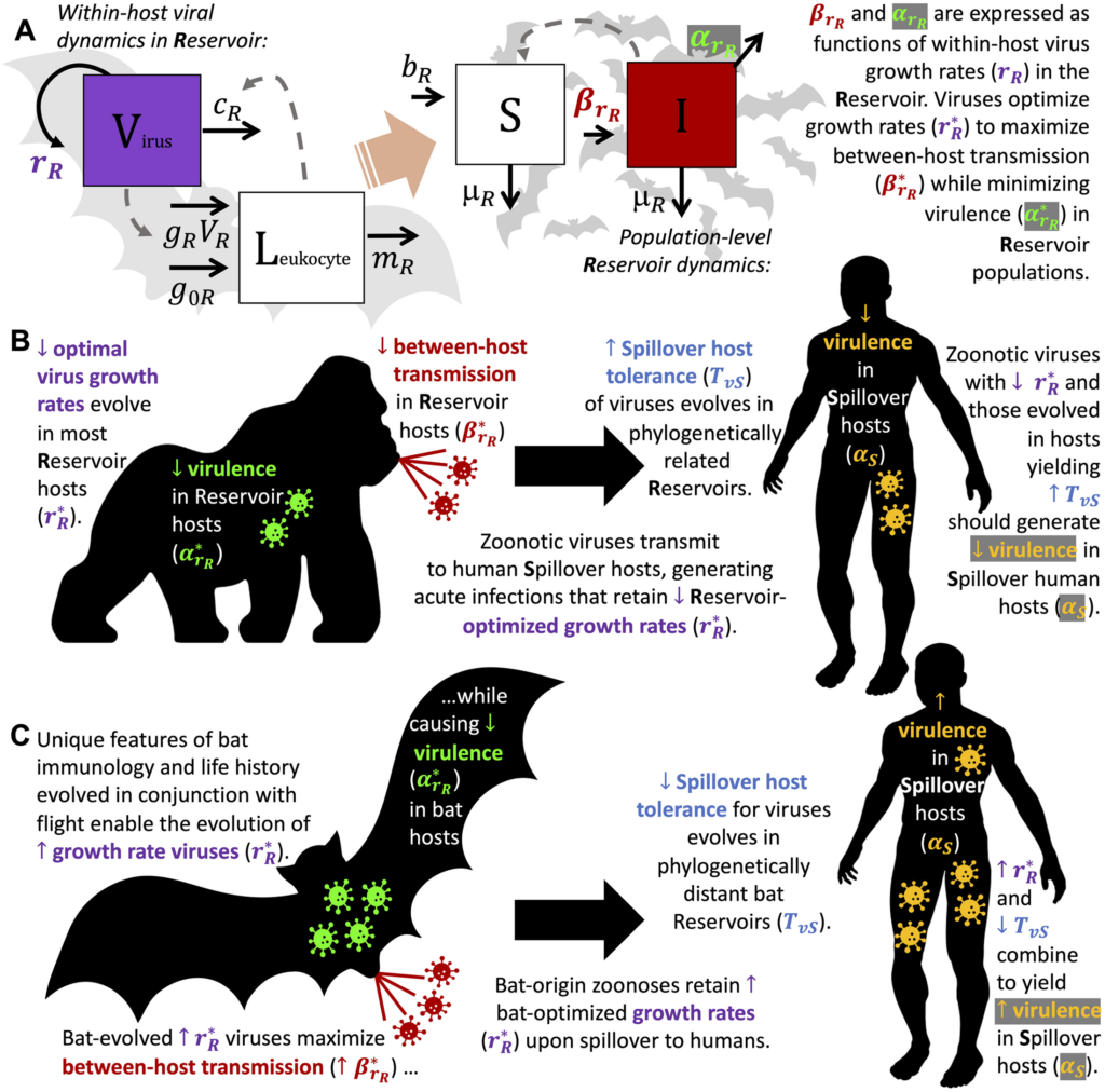 Bats As Viral Hosts And Zoonotic Disease Prevention - The Study IAS