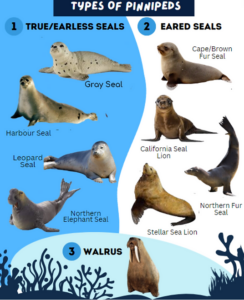 Species In News: Cape Fur Seals - The Study IAS