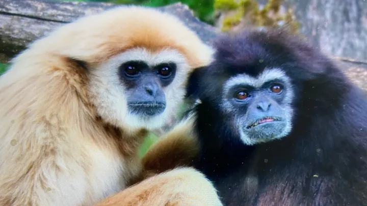 Gibbons: The Dancing Apes - The Study IAS