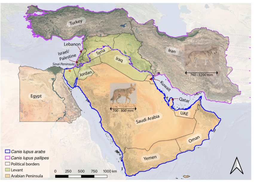 Species In News: Arabian Wolf - The Study IAS
