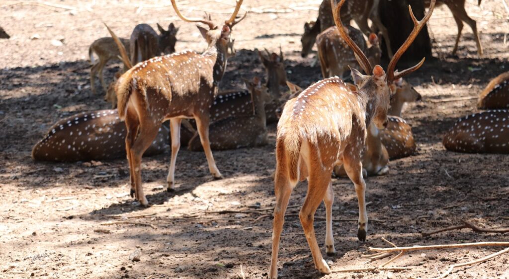 Species In News: Chital - The Study IAS