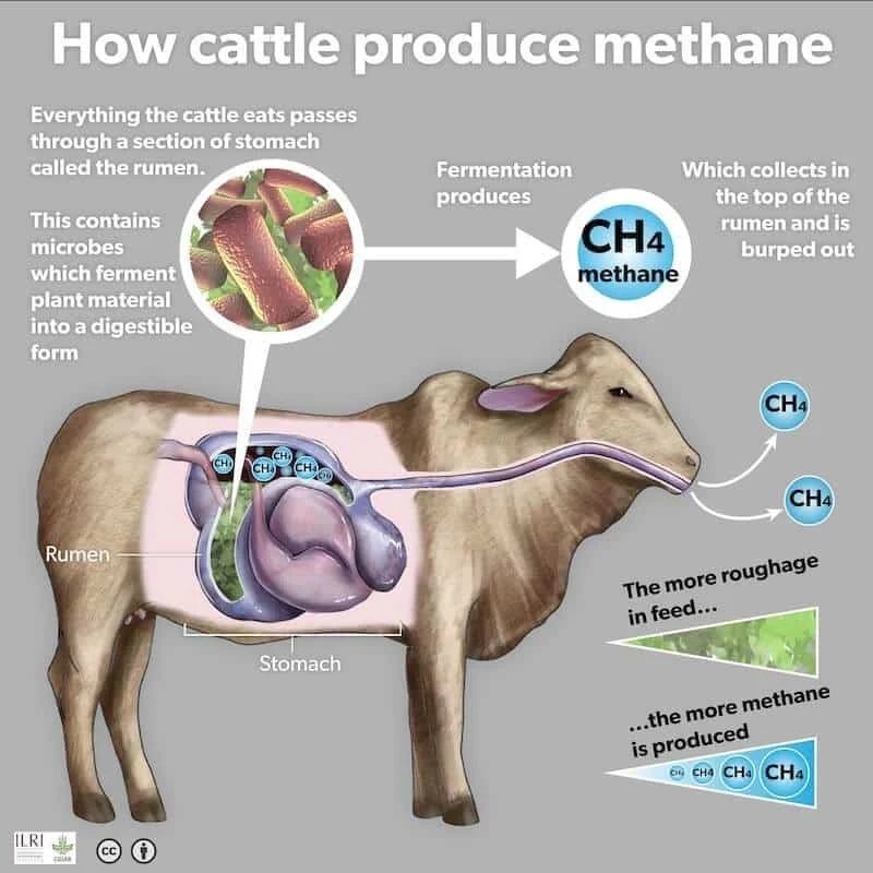 Methane Emissions From Livestock - The Study IAS