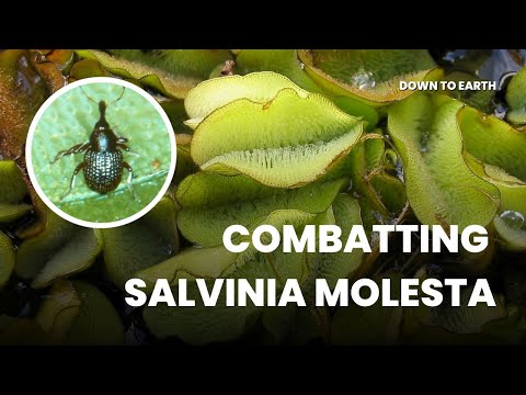 Species In News: Salvinia Molesta - The Study IAS