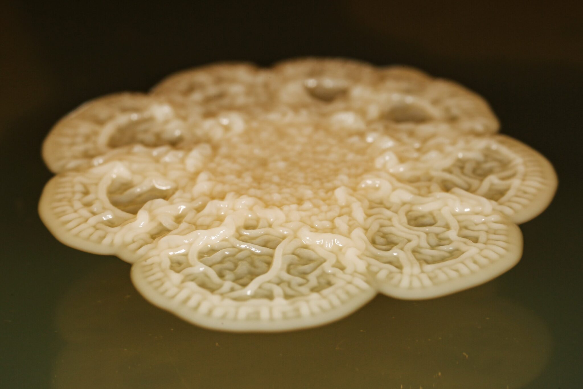 Microbial Rainforest: Unique Cell Division In Oral Bacteria - The Study IAS