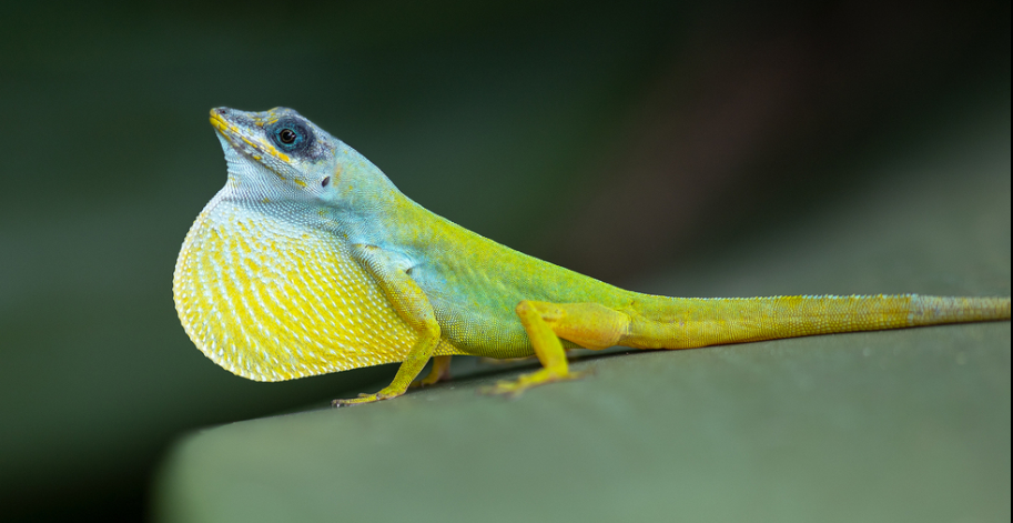 The Evolution Of Complex Brains In Animals - The Study IAS