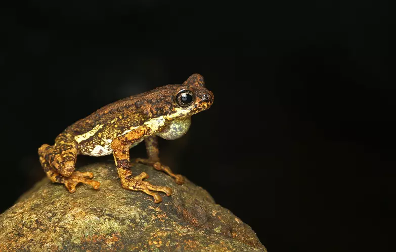 Species In News: Malabar Tree Toad - The Study IAS