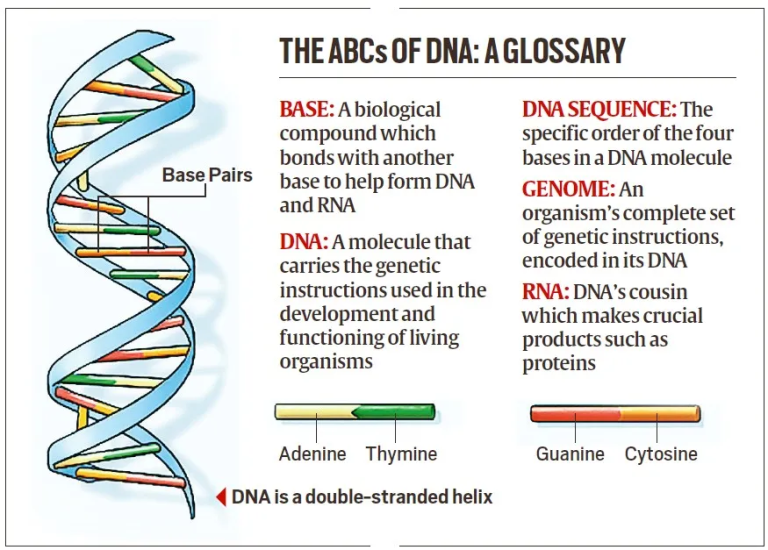 Synthetic Human Genome Project - The Study IAS